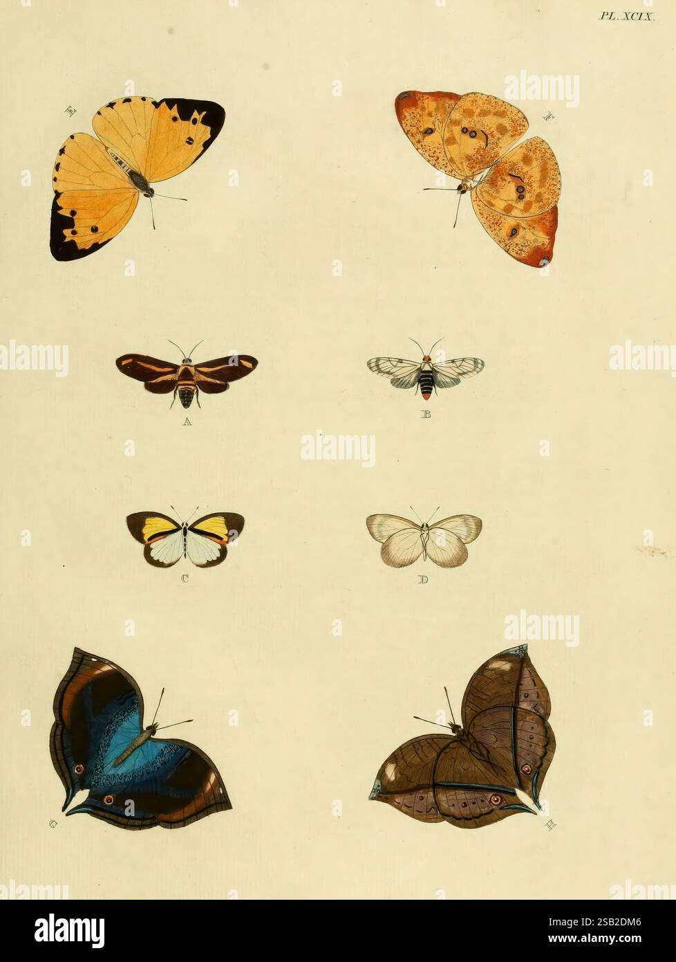 Several smaller butterflies display hi-res stock photography and images ...