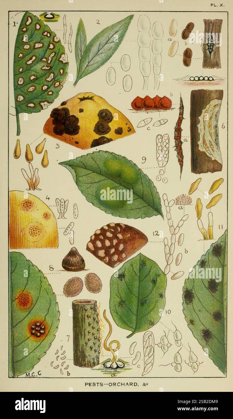 Various stages of insect larvae hi-res stock photography and images - Alamy