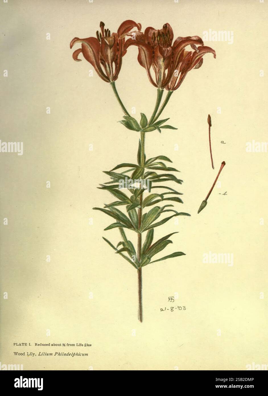 Flower buds labeled hi-res stock photography and images - Alamy