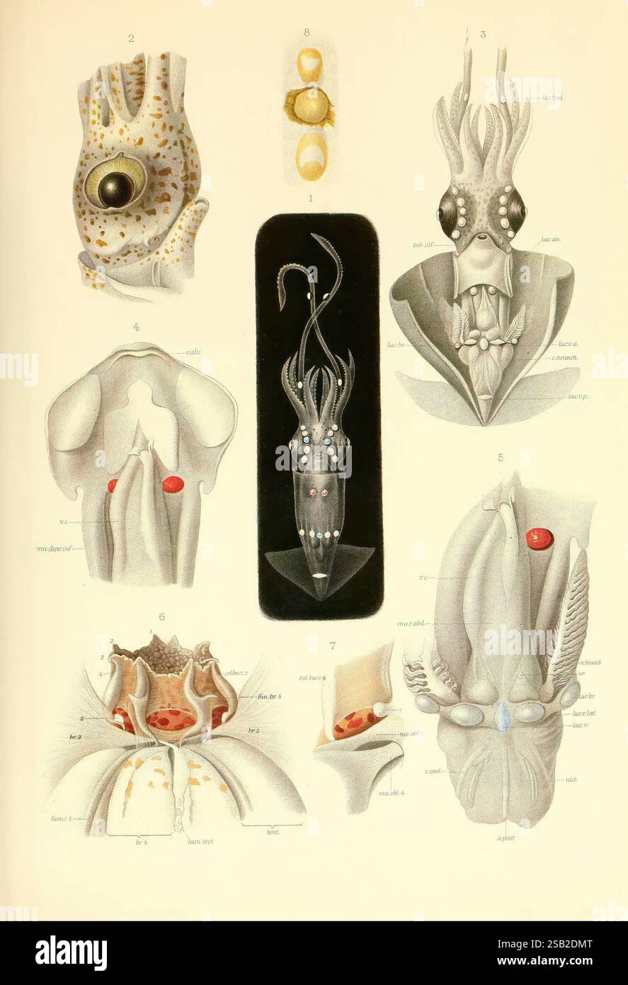 The Cephalopod Atlas, 1975. Cephalopoda, Thaumatolampas diadema ...