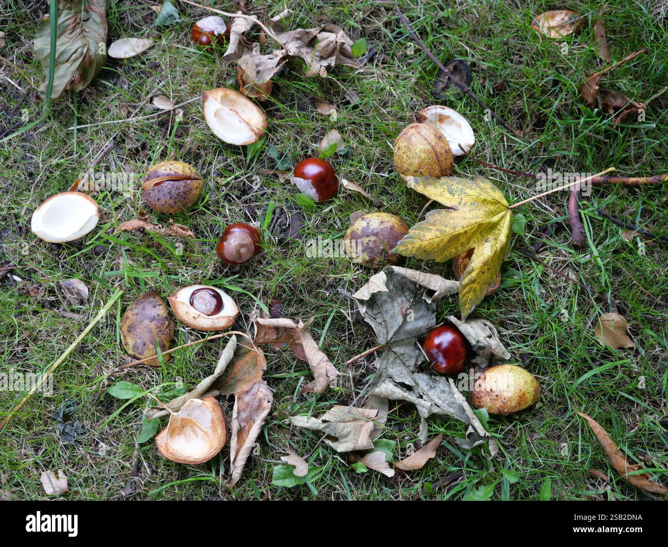 Burst sweet chestnut on the forest floor: A glimpse inside the spiky ...