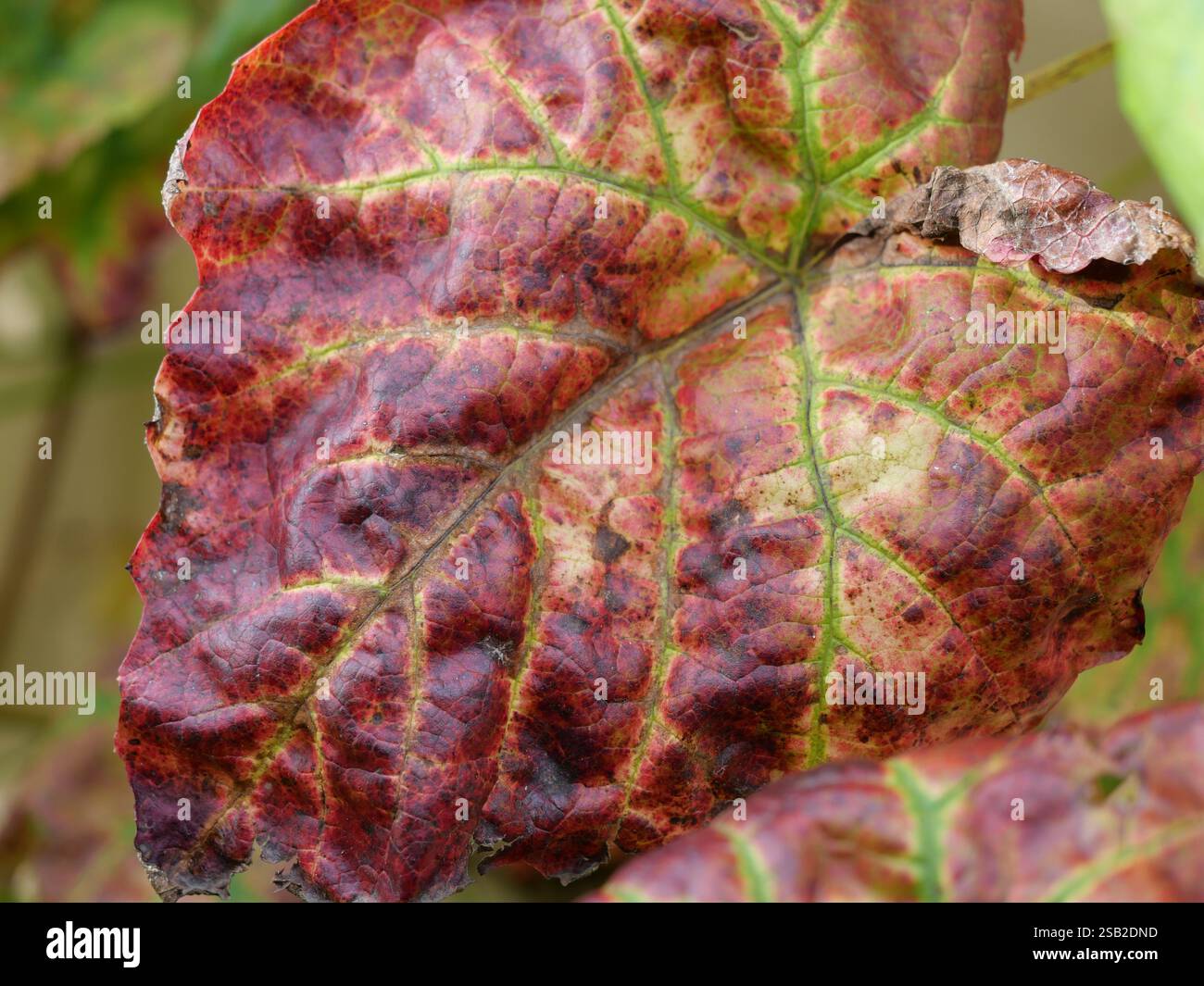 red grape leaf. A vibrant red grape leaf in autumn light: The beauty of ...