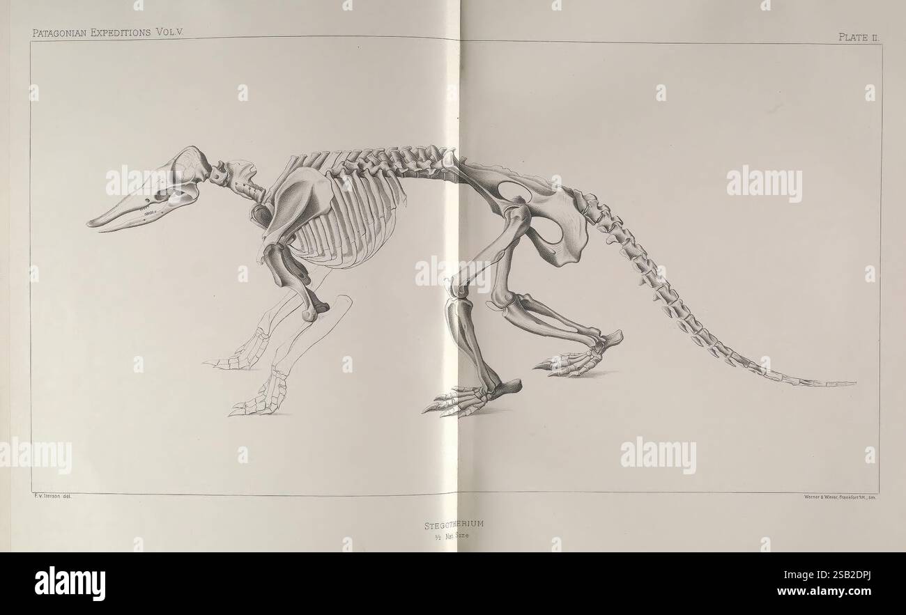 Specialized limb bones hi-res stock photography and images - Alamy