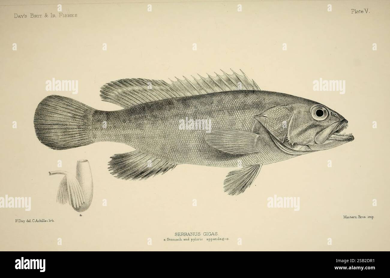 The, fishes, of, Great Britain, and, Ireland, Edinburgh, Williams, and ...