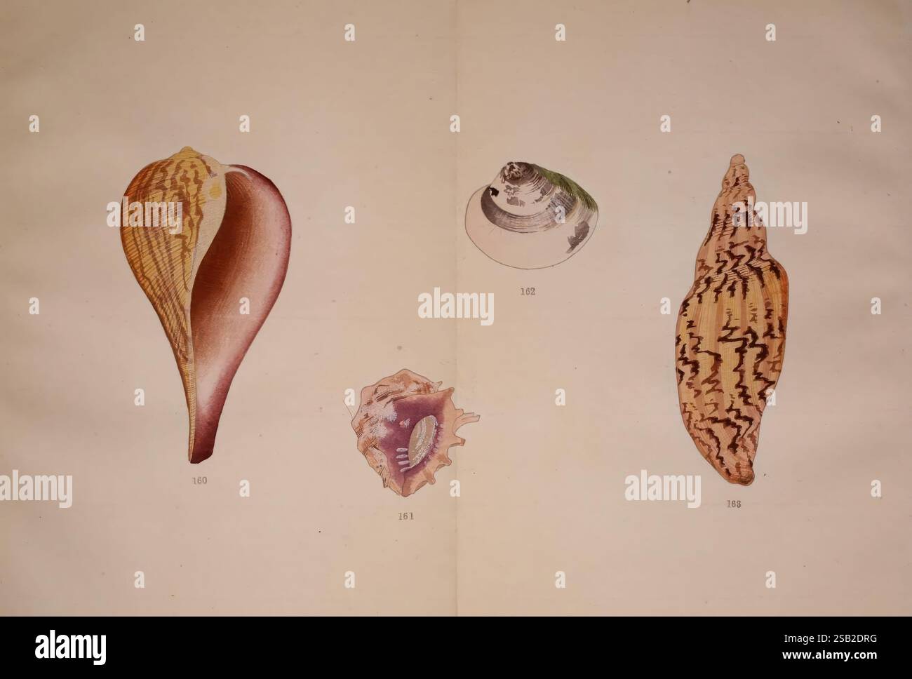 Pictorial works shells yoichiro hirase ficus gracilis ficus hi-res ...