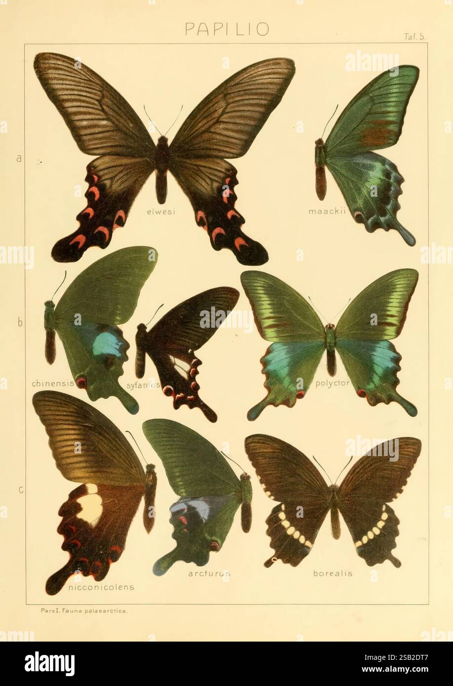 Papilio elwesi hi-res stock photography and images - Alamy