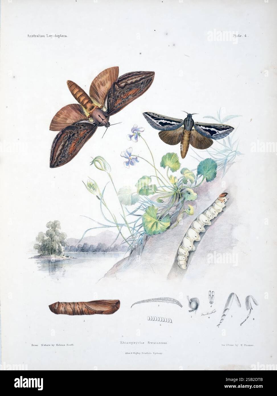 Australian lepidoptera transformations drawn life London John van ...