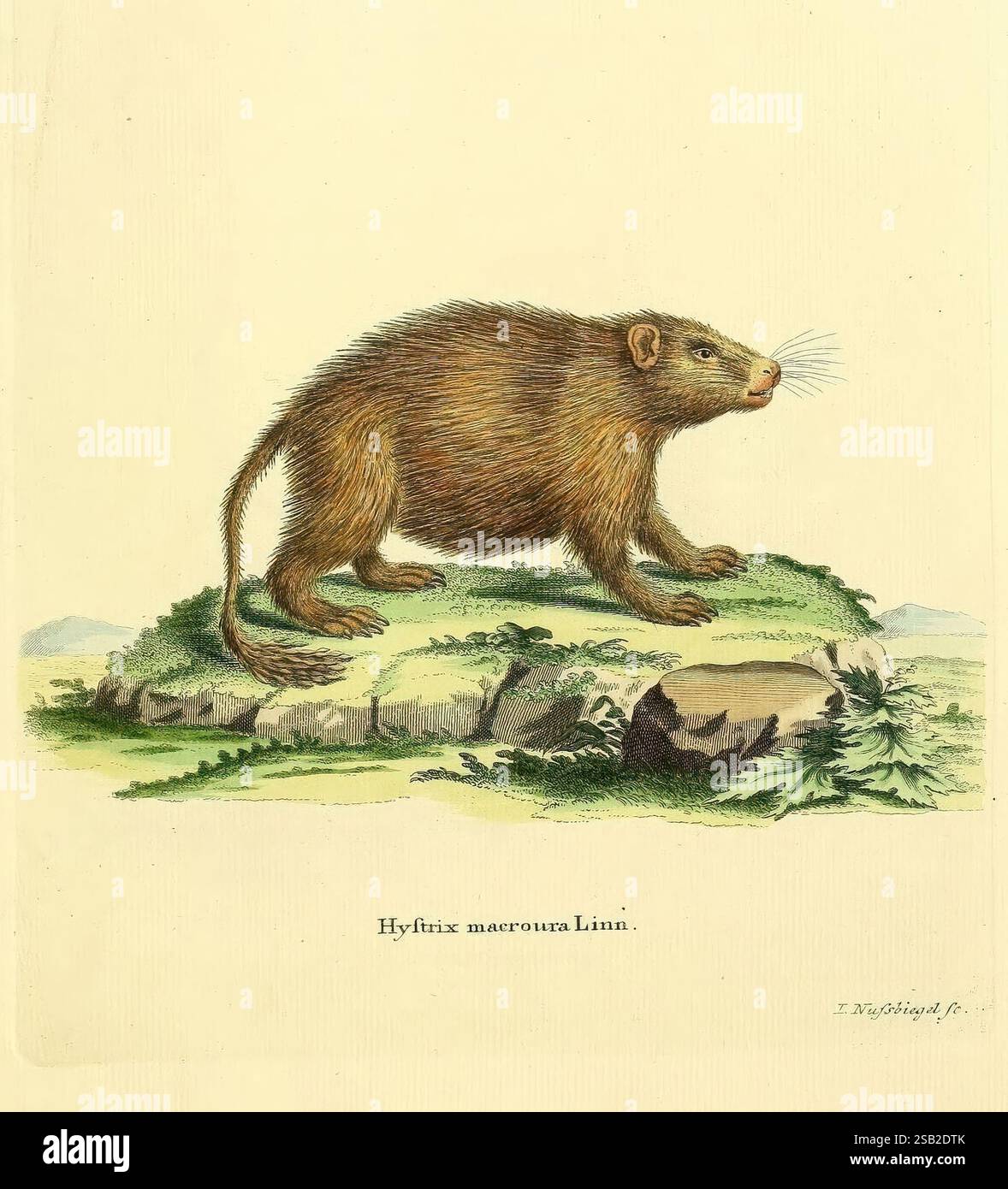 Animal features prominent whiskers hi-res stock photography and images ...