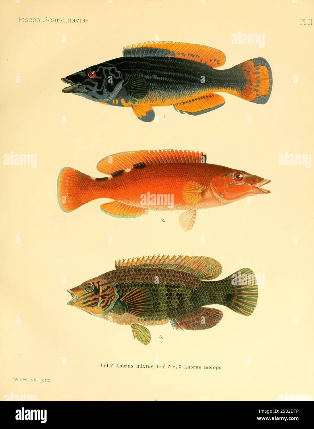 A history of Scandinavian fishes, Stockholm, P.A. Norstedt & söner ...