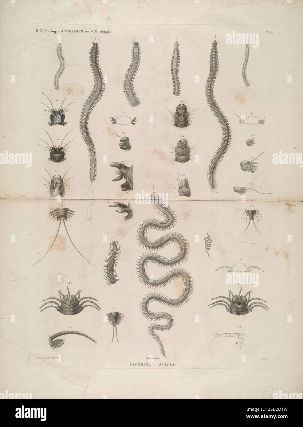 Terrestrial organisms belonging hi-res stock photography and images - Alamy