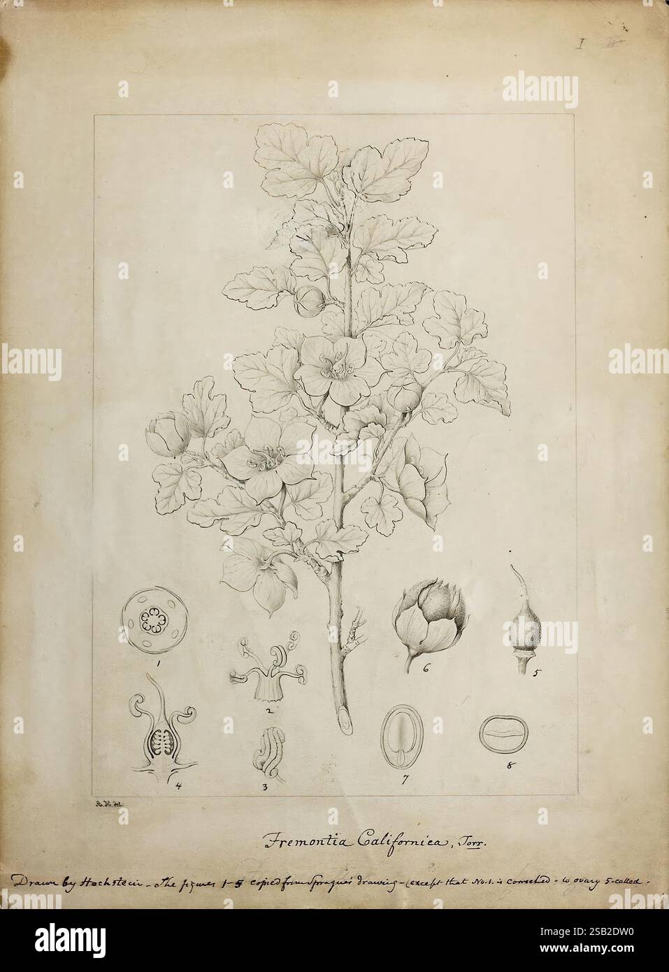 Drawings/prints associated with USPRR reports, photographs/archival ...