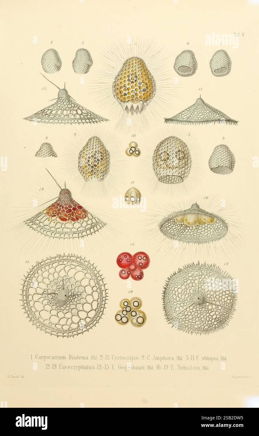 Die, Radiolarien, (Rhizopoda, radiaria), Berlin, G, Reimer, 1862-1888, radiolaria, rhizopoda ...