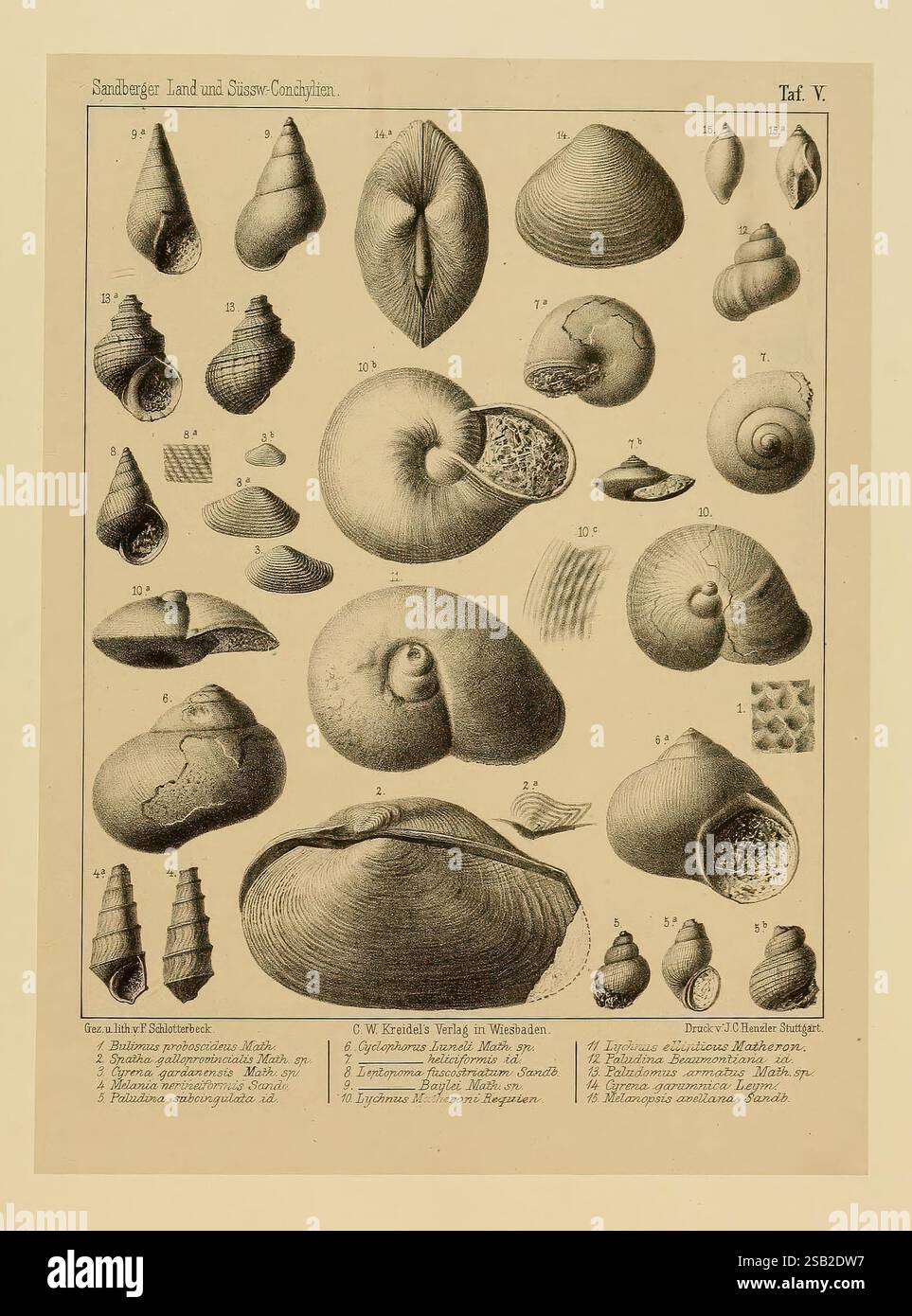 Die Land- und Süßwasser Conchylien der Vorwelt Wiesbaden C.W. Kreidel ...