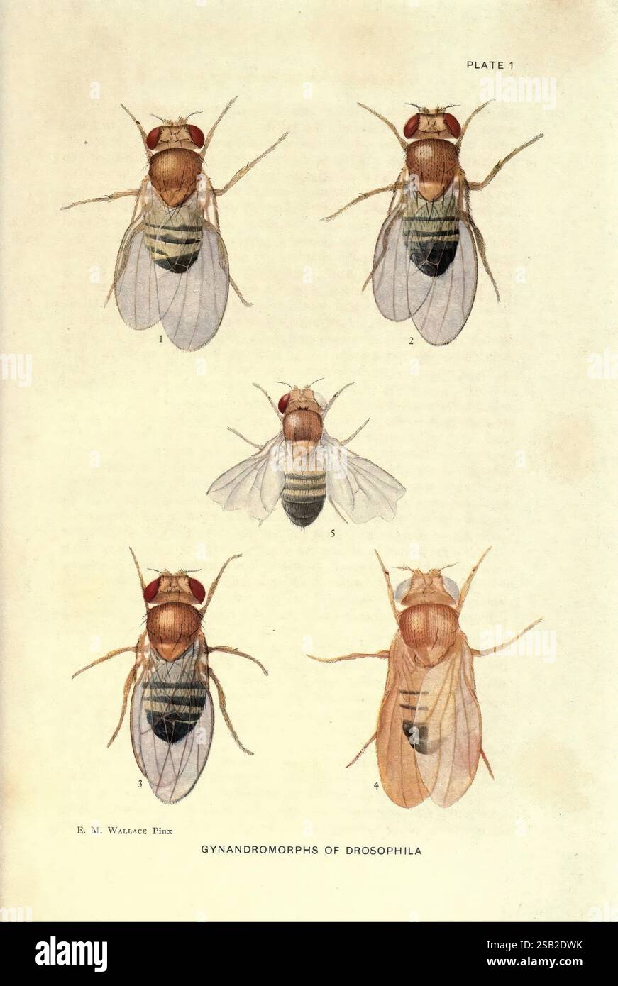 Contributions to the genetics of Drosophila melanogaster, Washington ...