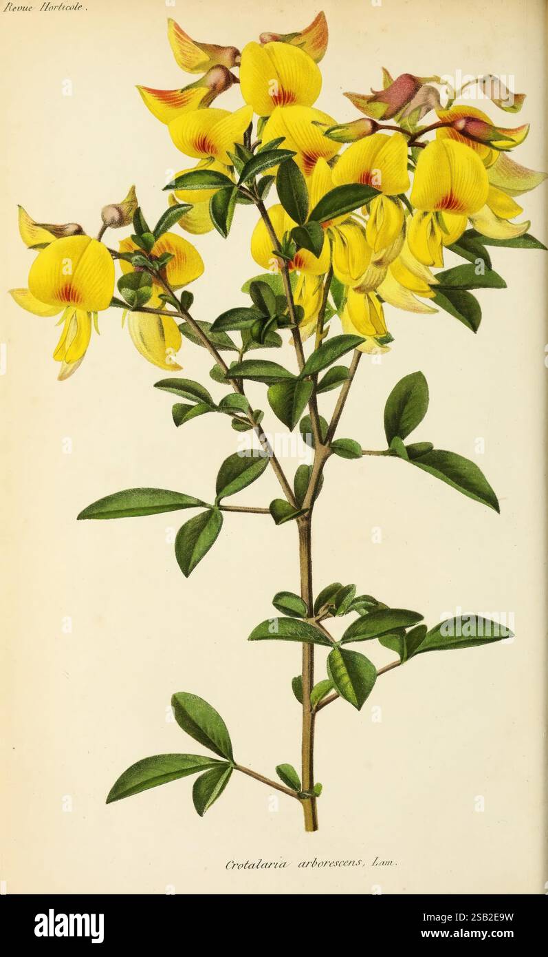 Revue horticole, Paris, Librairie agricole de la maison rustique, 1829 ...