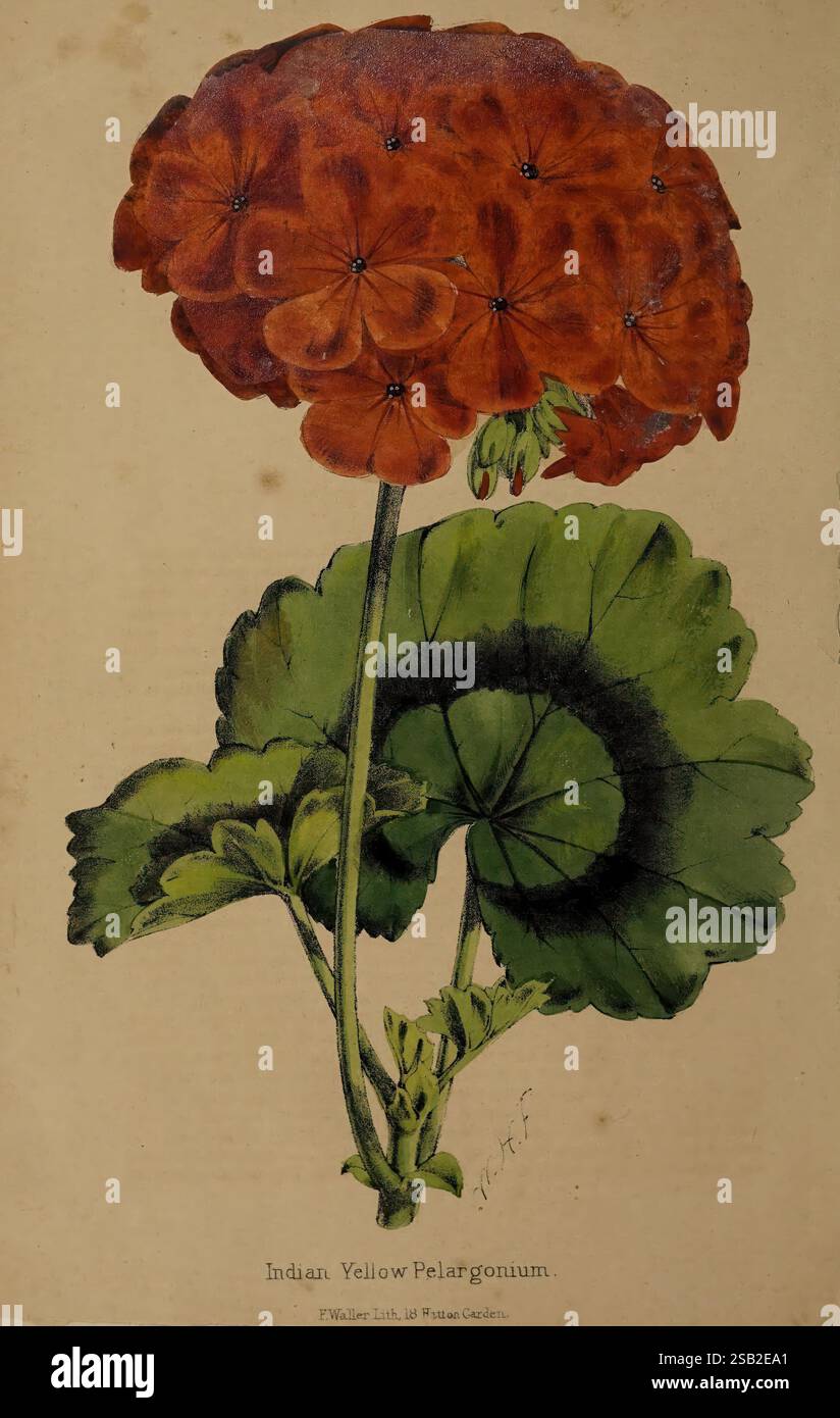 Indian yellow pelargonium hi-res stock photography and images - Alamy