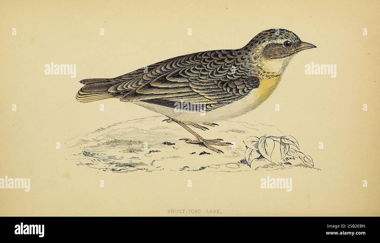 Faint outline highlights hi-res stock photography and images - Alamy