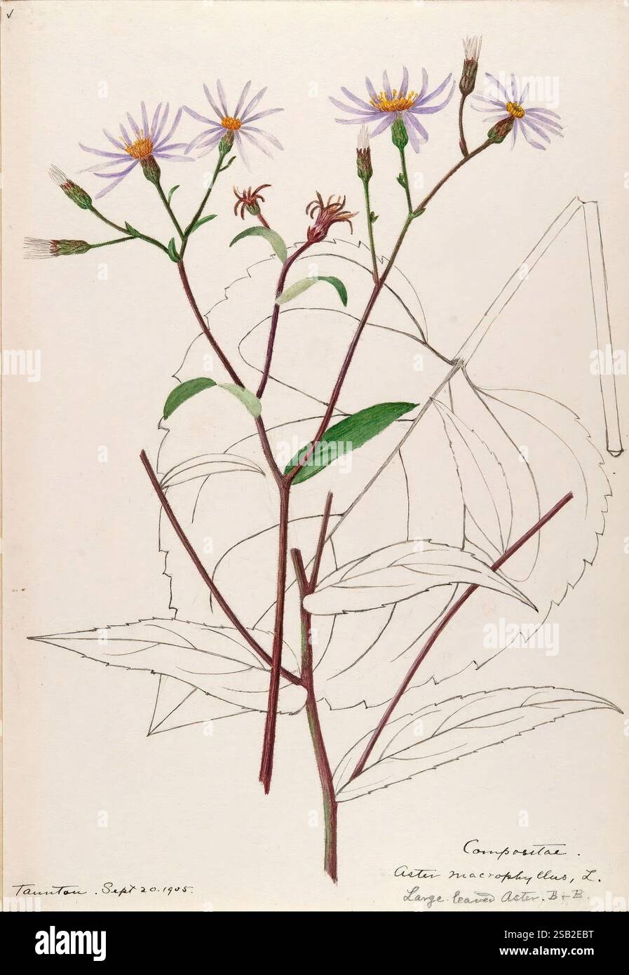 Water, Color Sketches, Of, Plants, Of, North, America, And, Europe, A ...