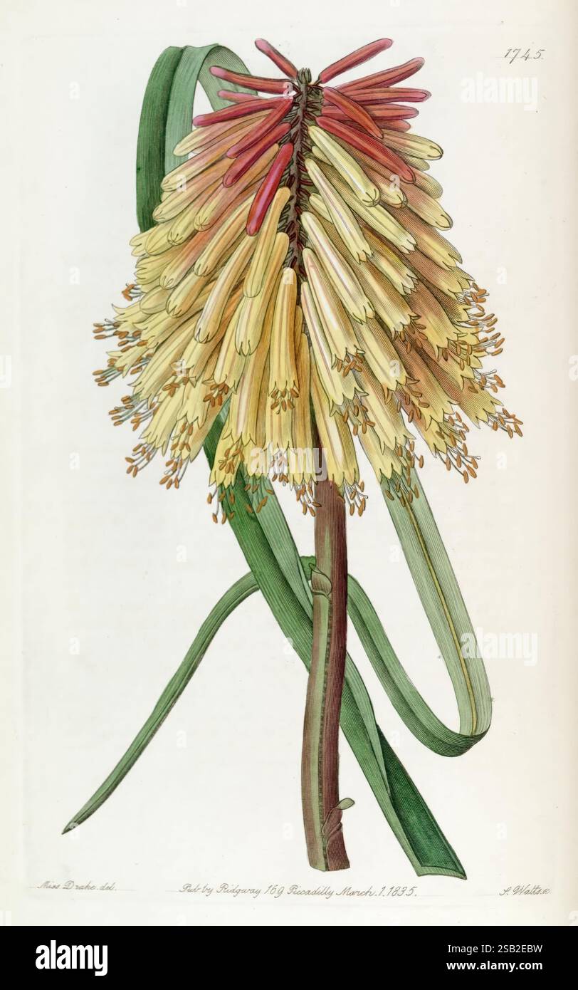 Edwards's botanical register. London, James Ridgway, 1829-1847, 1829 ...