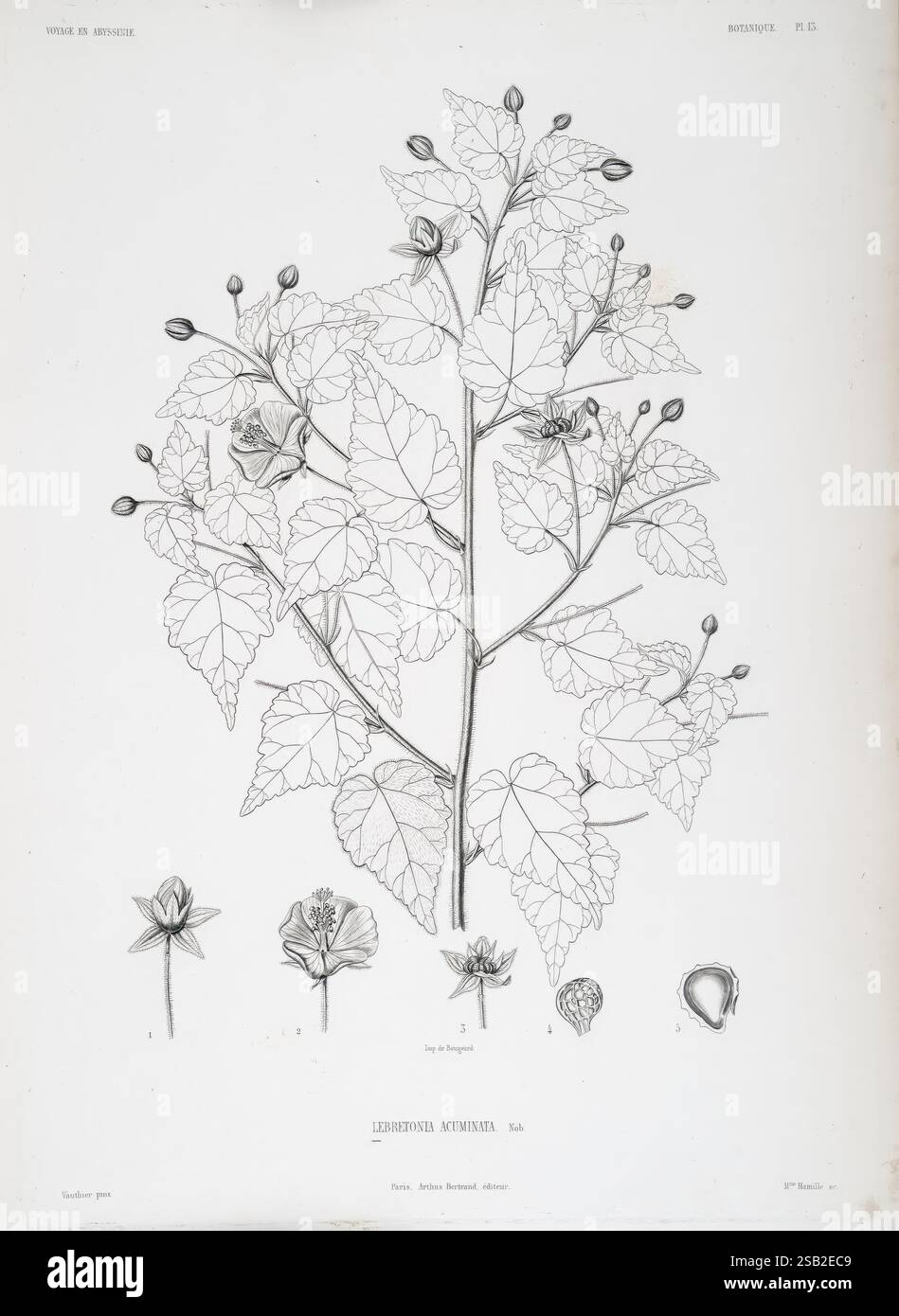 Smaller illustrations of various stages hi-res stock photography and ...