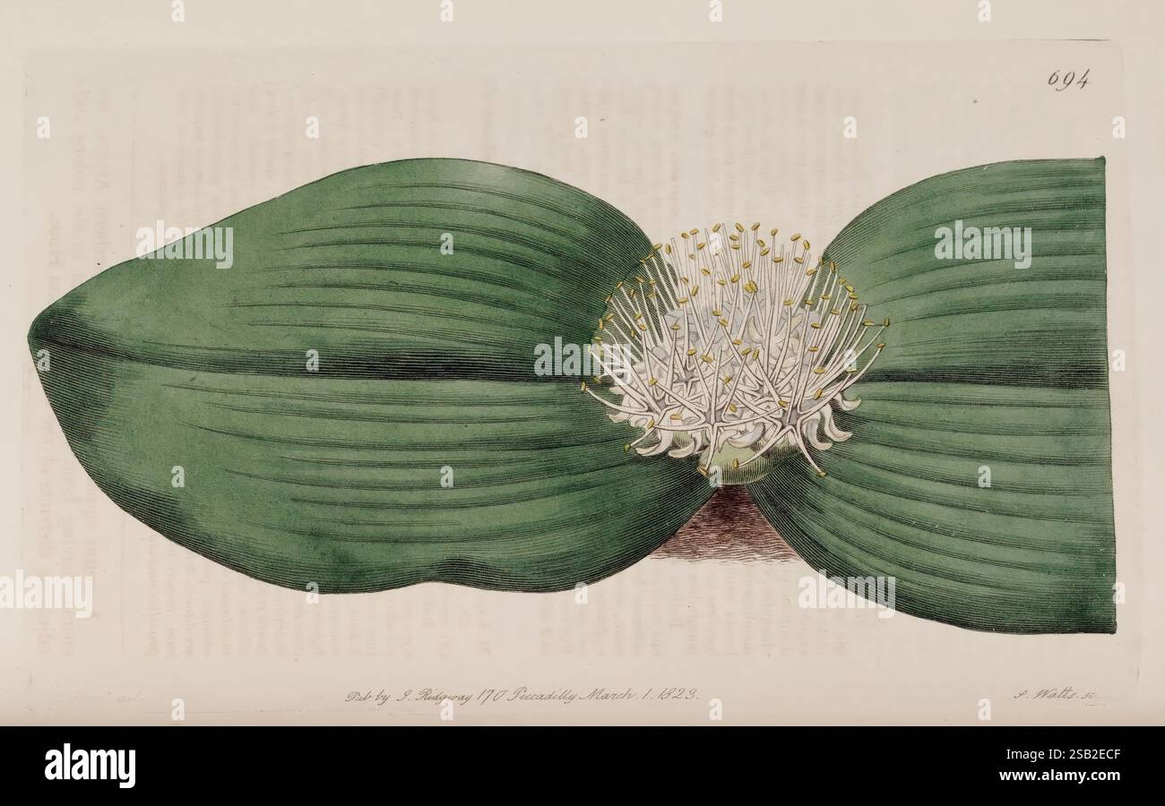 The Botanical Register London Printed for James Ridgway 1815-1828 1815 ...