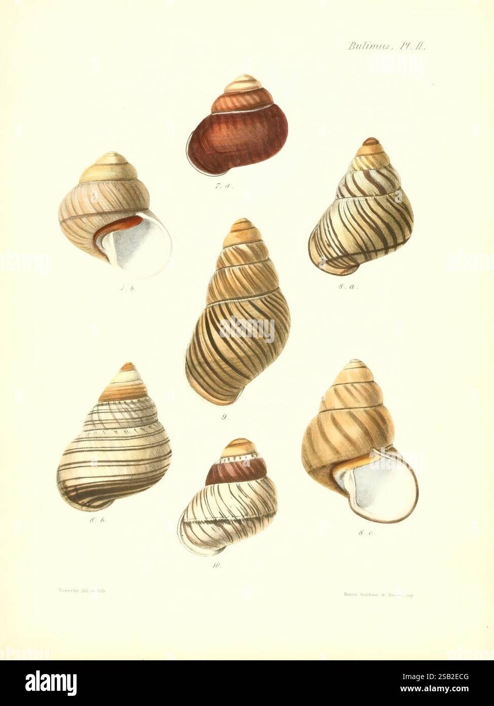 Eight ornate shells hi-res stock photography and images - Alamy