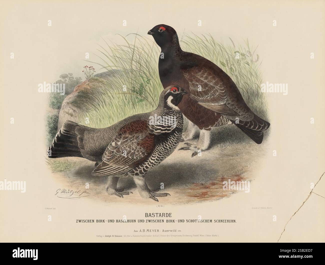 Unser Auer-, Rackel- und Birkwild und seine Abarten Wien, Verlag von ...