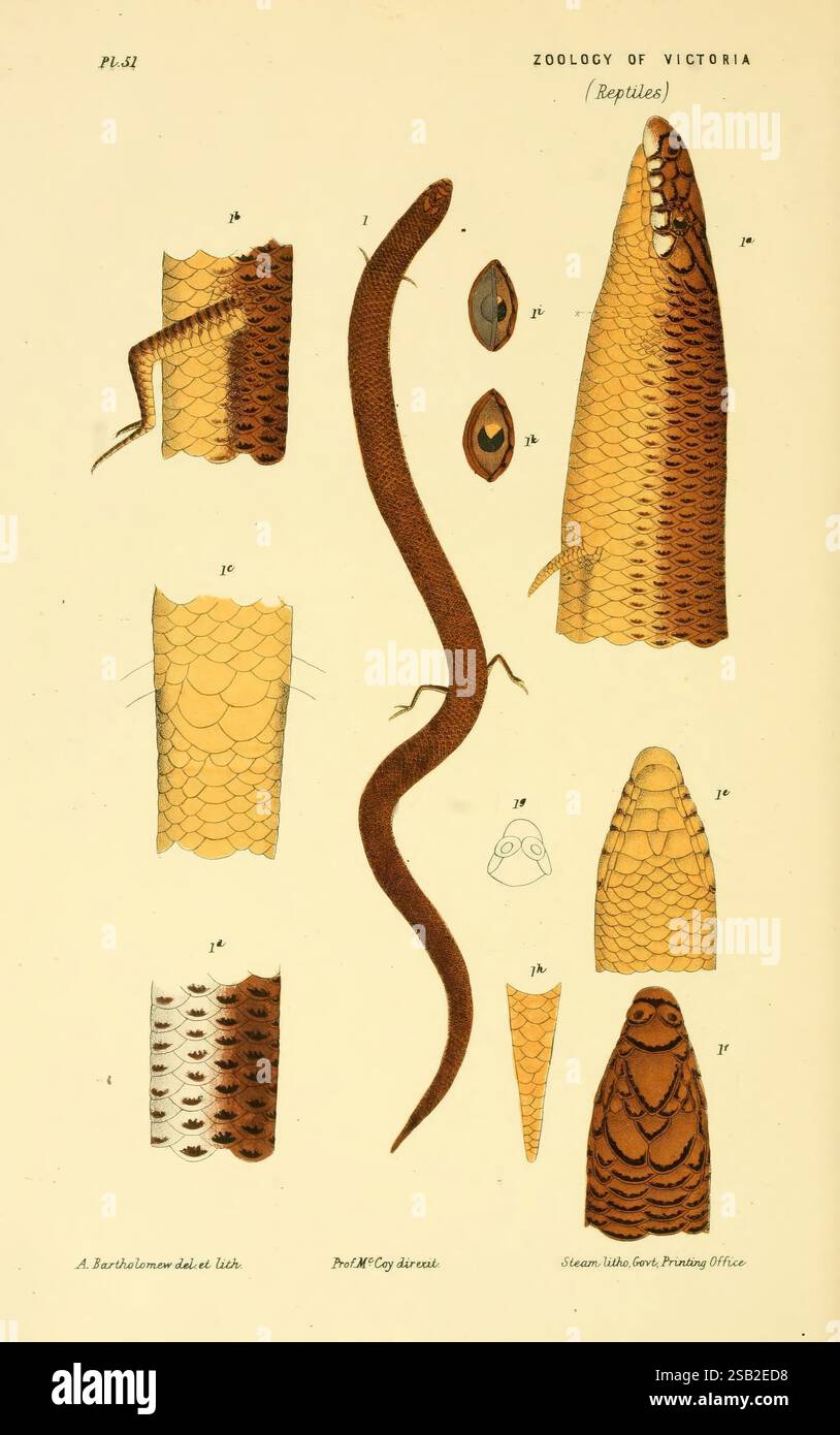 Alongside isolated scale patterns hi-res stock photography and images ...