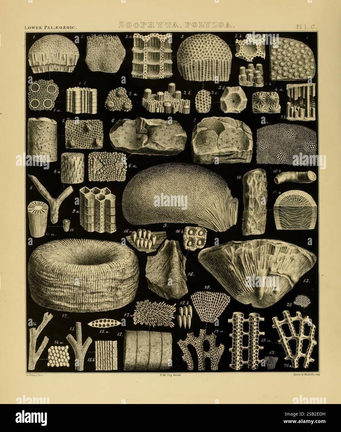 A synopsis of the classification of the British Palæozoic rocks, London ...