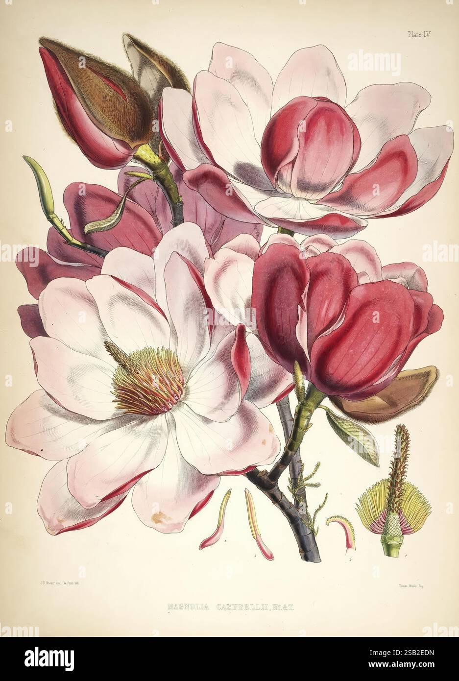 Magnolias lush aesthetics hi-res stock photography and images - Alamy