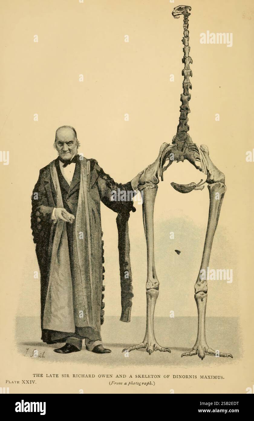 Impressive skeletal structure hi-res stock photography and images - Alamy