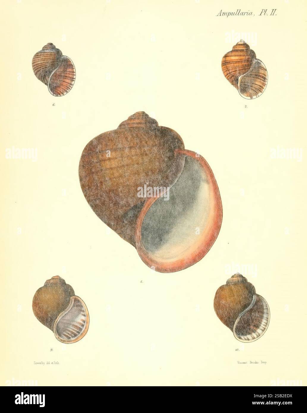 Conchologia Iconica, or Illustrations of the Shells of Molluscous ...