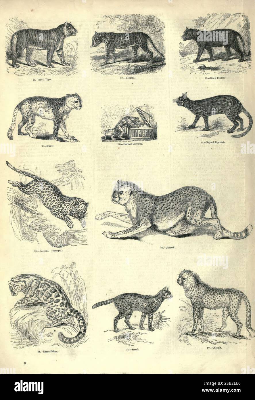 Artistic representations highlight hi-res stock photography and images ...