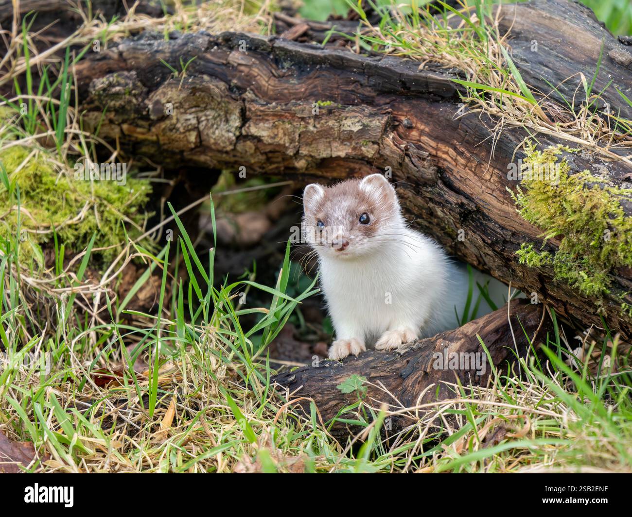 Close up of a Stoat in Ermine Stock Photo - Alamy