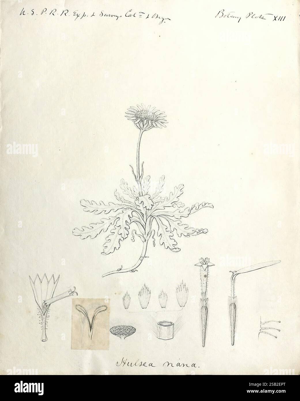 Drawings, Prints, Associated, With, USPRR, Reports, Photographs ...