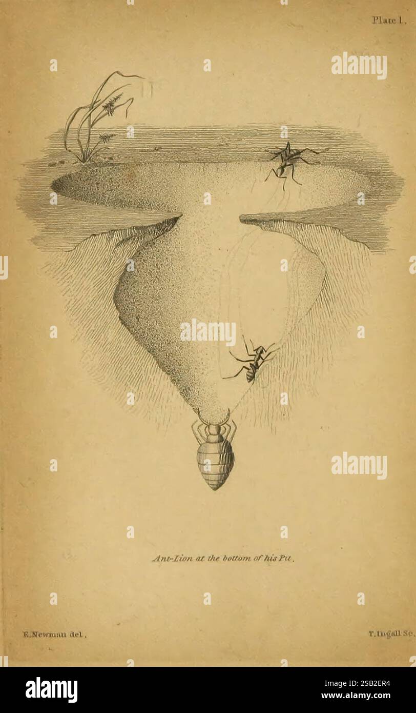 The grammar of entomology, London, F. Westley and A. H. Davis, 1835 ...