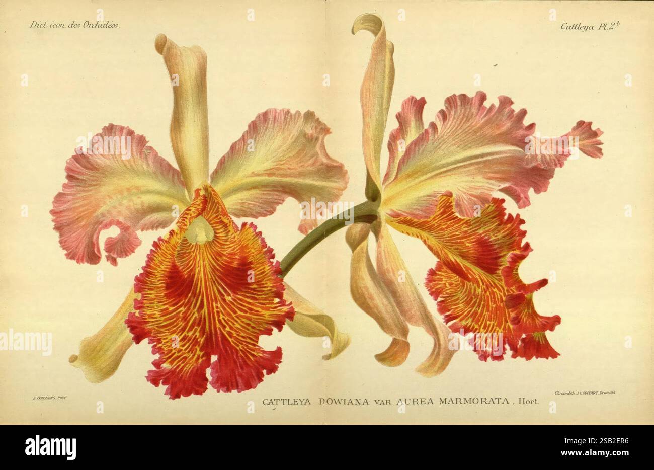 Dictionnaire iconographique des orchidees, 1896-1907, orchidaceae ...