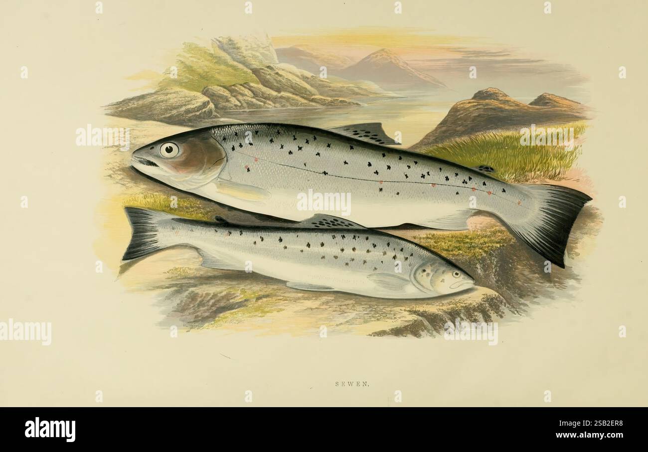 Mackenzie great britain fishes freshwater fishes hi-res stock ...