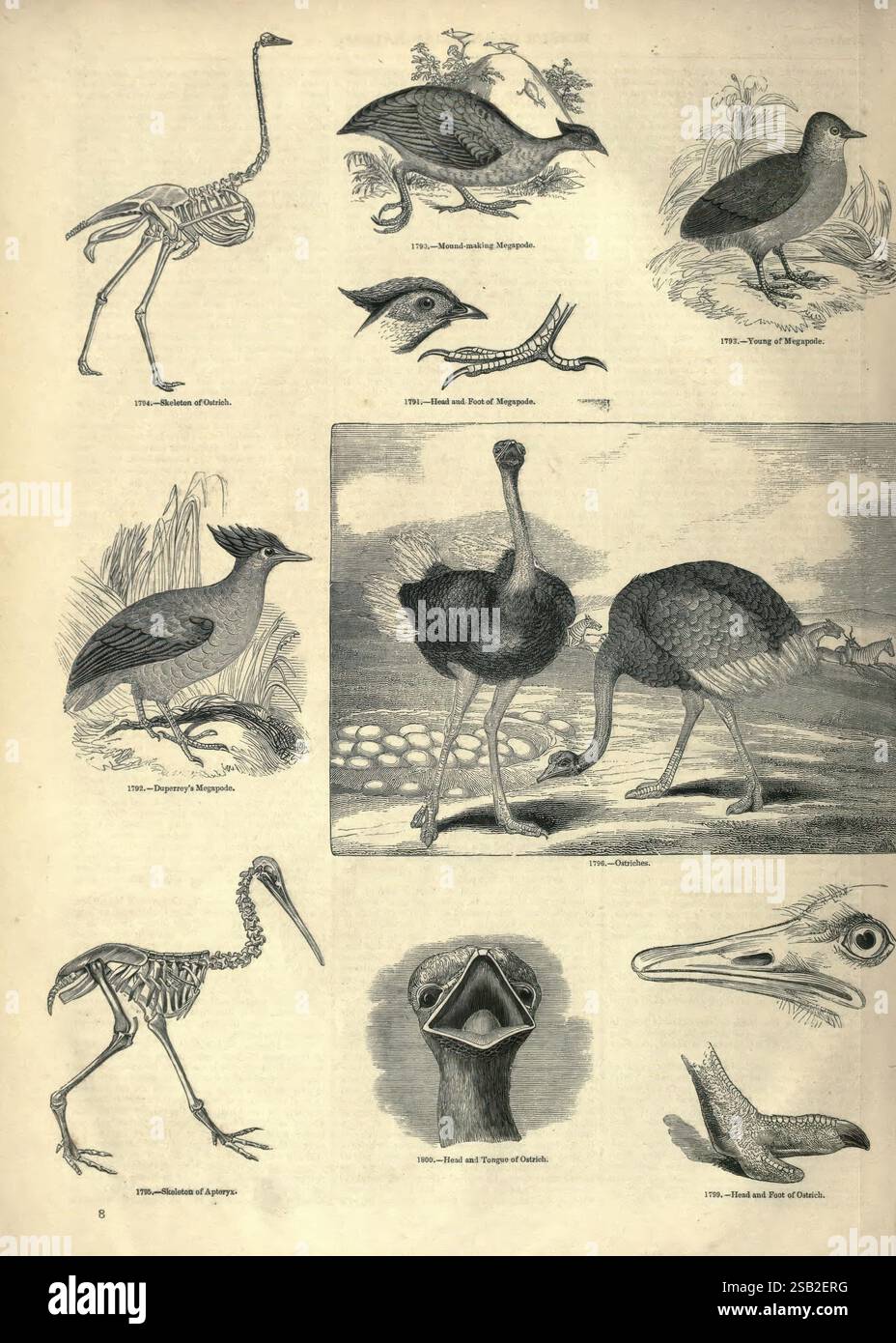 The, Pictorial, Museum, of, Animated, Nature, London, C. Cox, 1844 ...