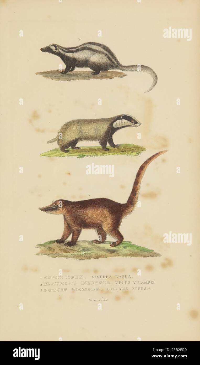 Lower depiction showcases hi-res stock photography and images - Alamy