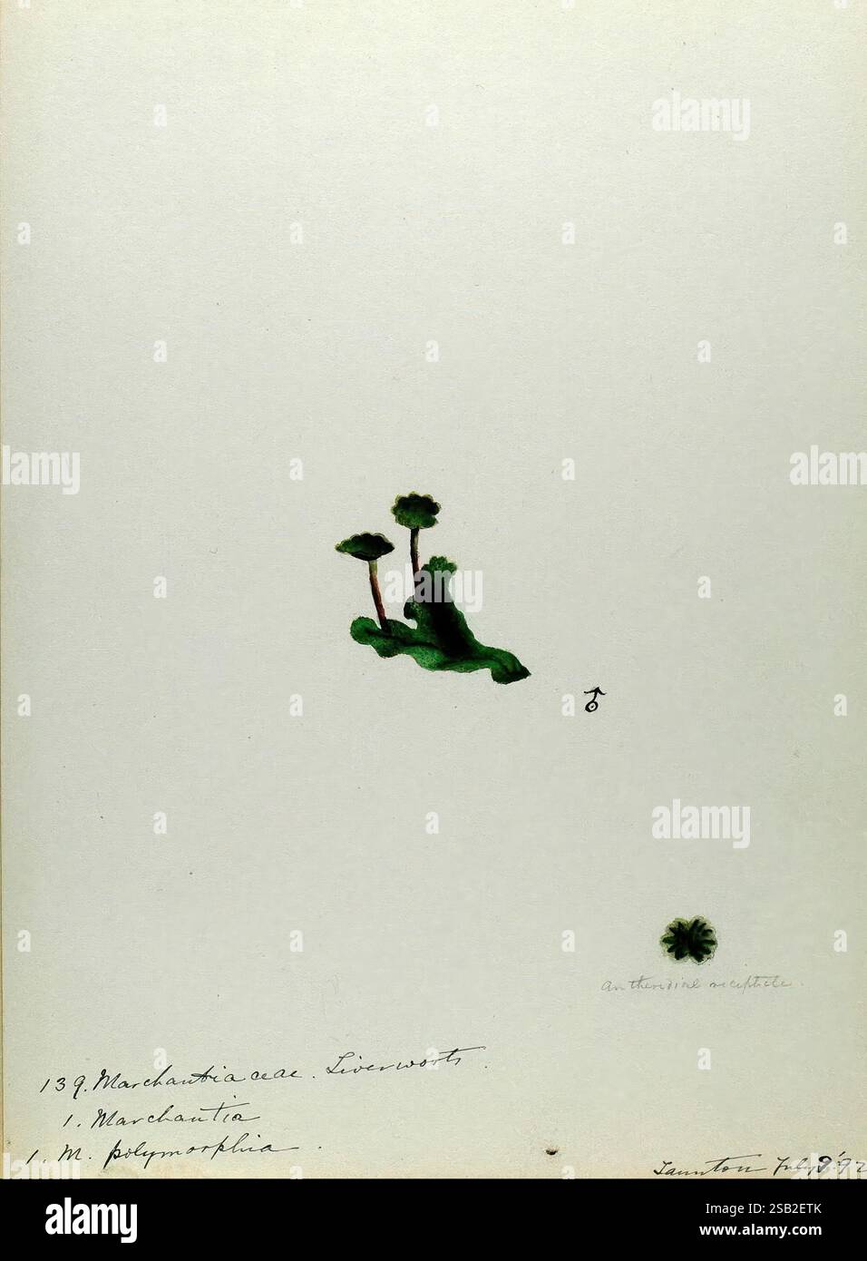 Circular canopies hi-res stock photography and images - Alamy