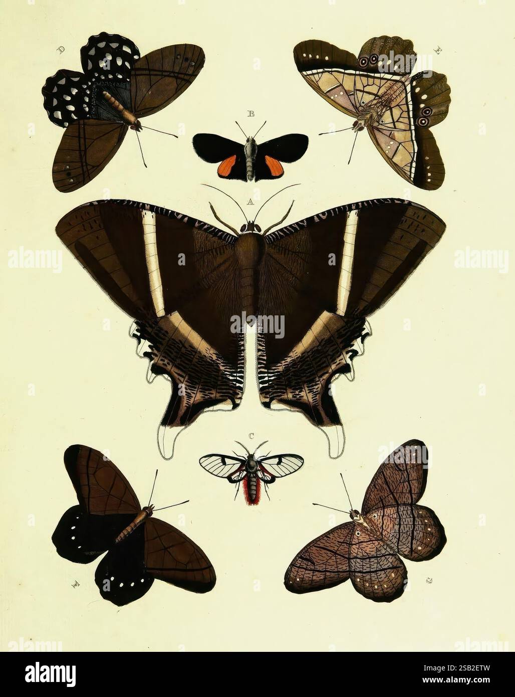 Composition features seven butterflies hi-res stock photography and ...