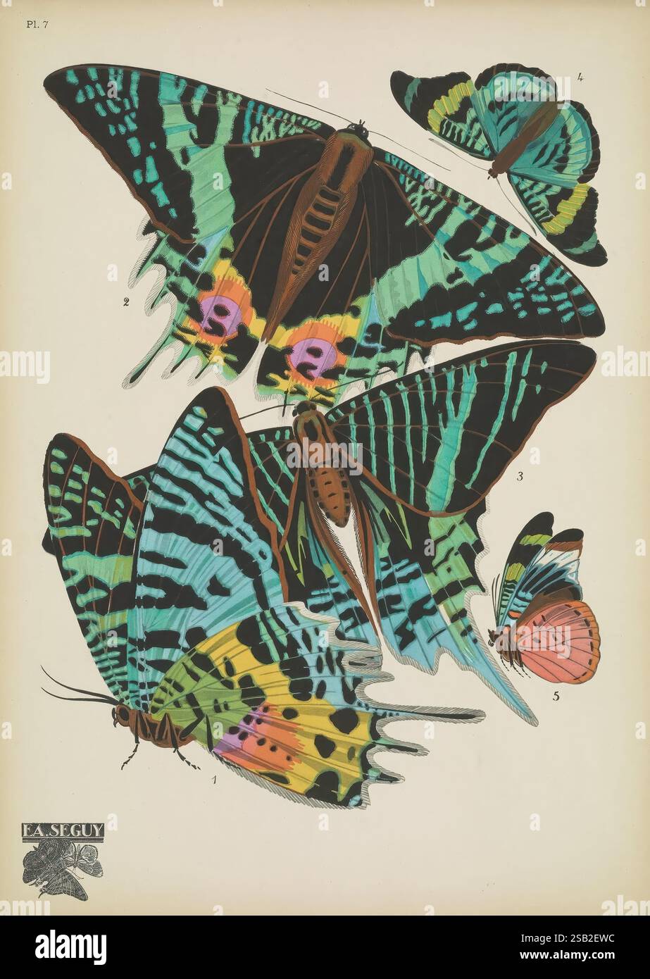 Flasher butterflies hi-res stock photography and images - Alamy