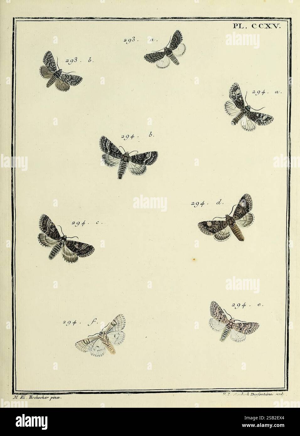 The illustration features a collection of intricately detailed moths ...