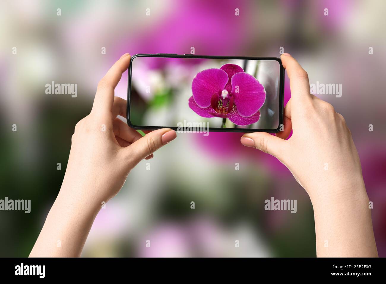 Plant identifier application. Woman taking photo of flower outdoors ...