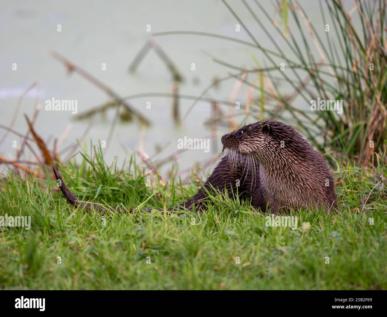 Otter Laying Down in Grass Stock Photo - Alamy