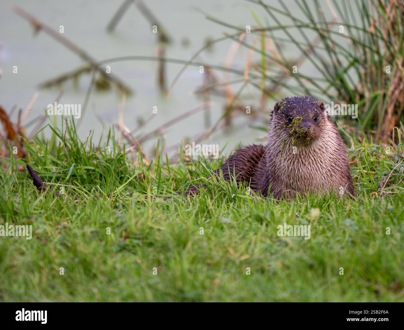Otter Laying Down in Grass Stock Photo - Alamy