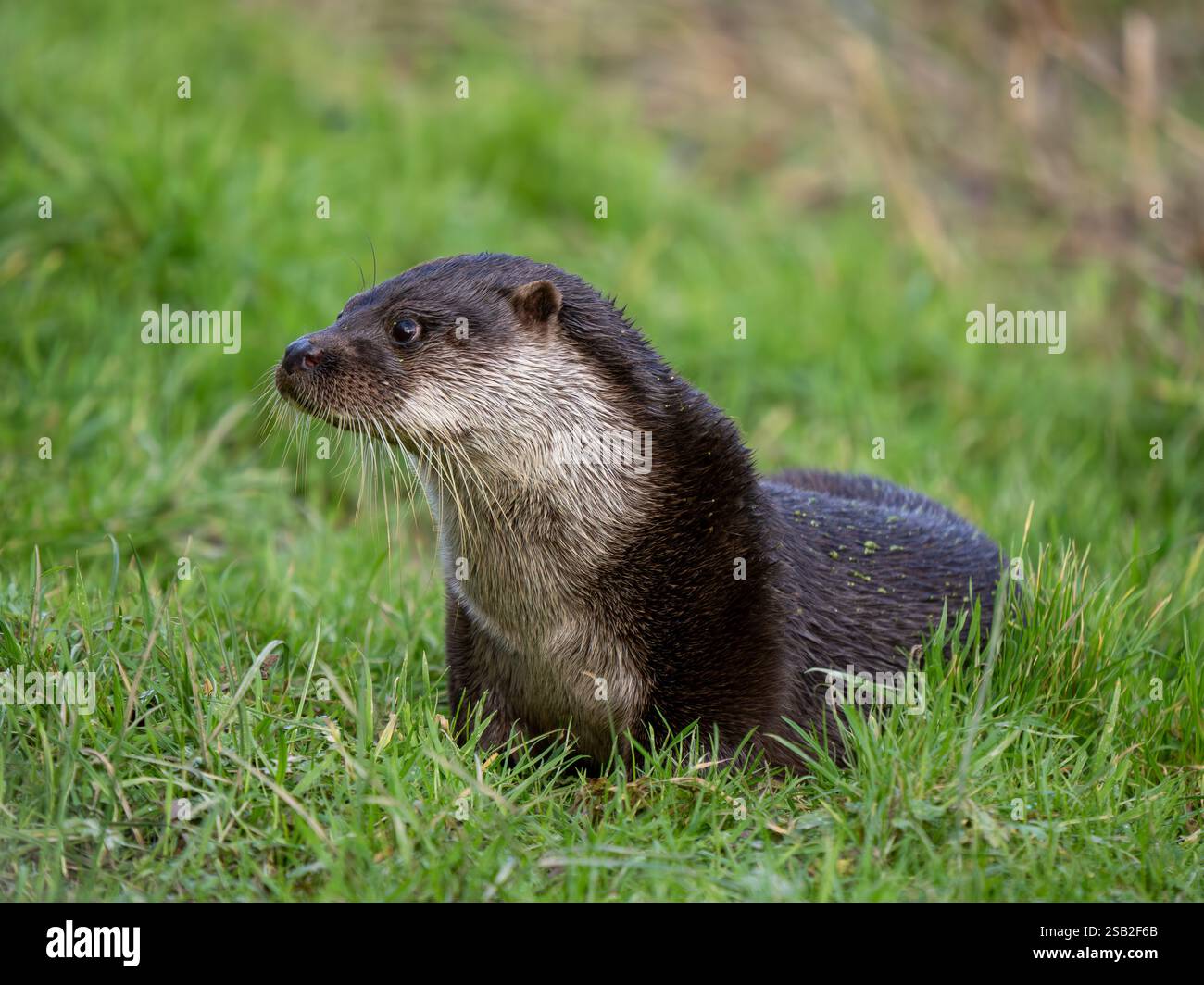 Otter Laying Down in Grass Stock Photo - Alamy