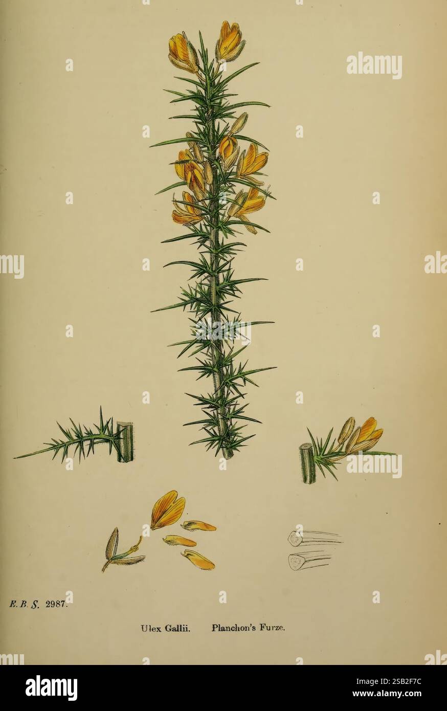 English, botany, or Coloured, figures, of, British, plants, London, R ...