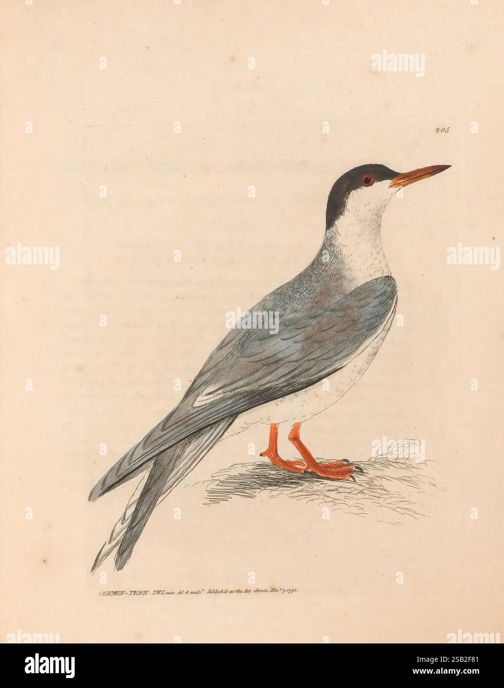 The birds of Great Britain, 1795-1801, Museum of Comparative Zoology, A ...